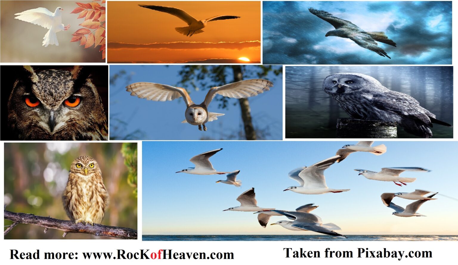 Do Birds Represent Evil In The Bible - Bible Wisdom Hub