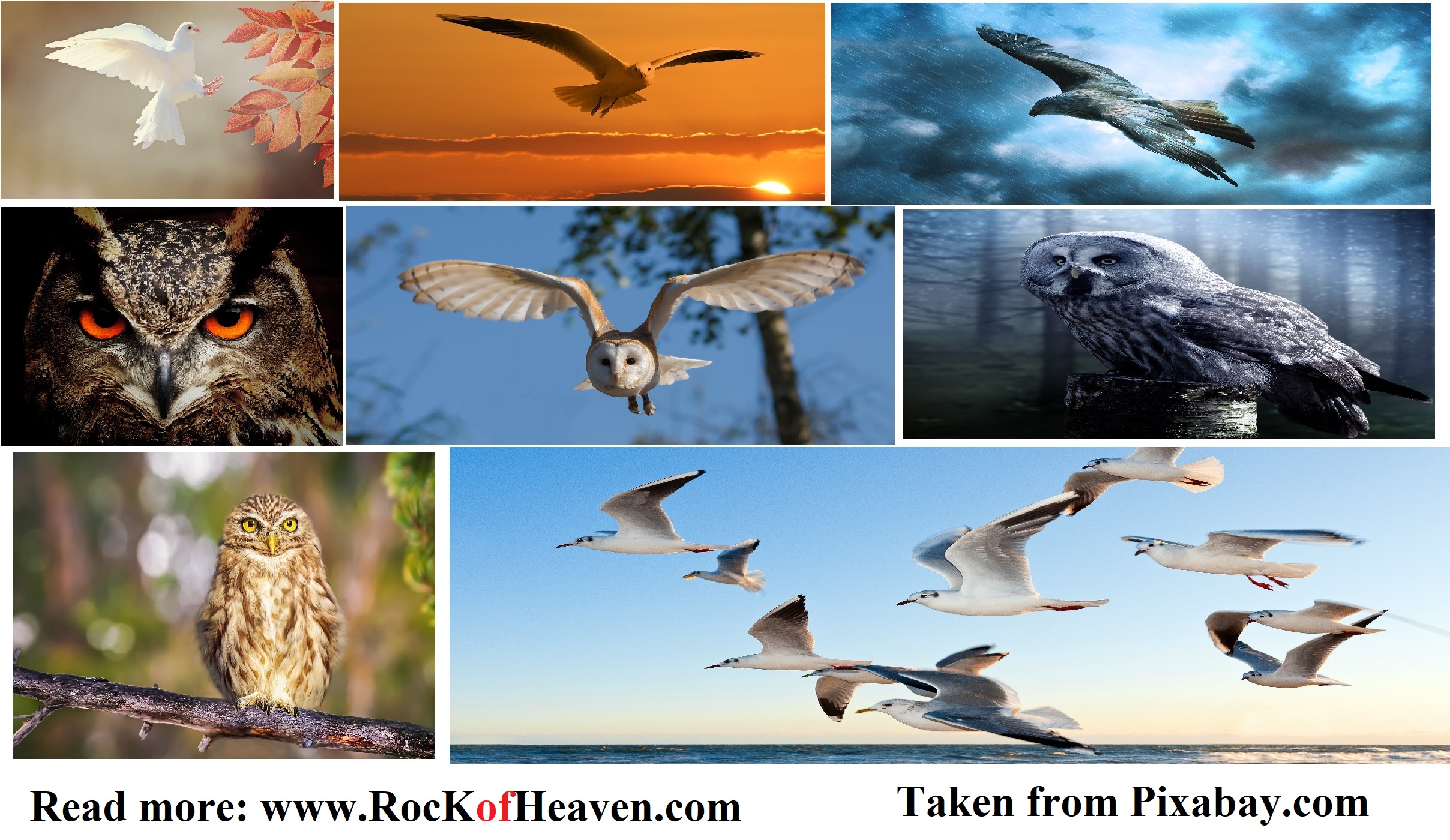 Do Birds Represent Evil In The Bible - Bible Wisdom Hub