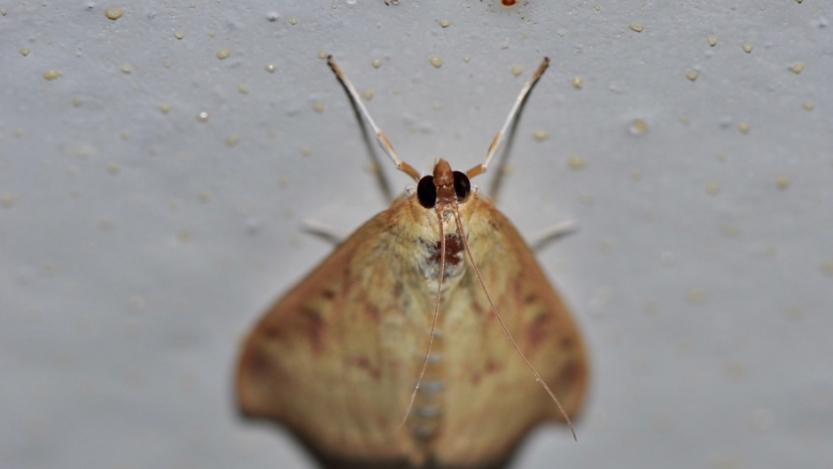 What Do Moths Symbolize In The Bible - Bible Wisdom Hub